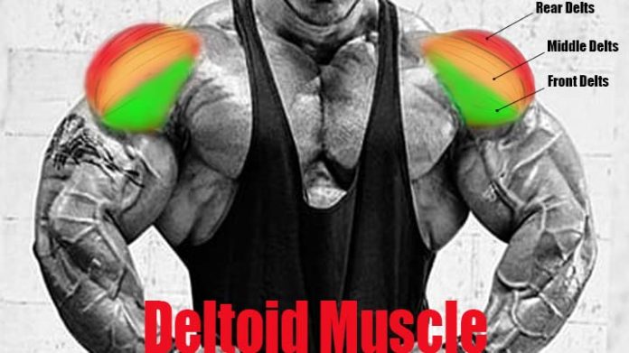 Deltoid Muscle - The Weight Loss and Health Body Transformation