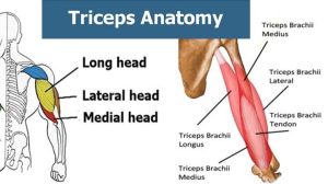 10 Best Triceps Workout, Step by Step - The Weight Loss and Health Body ...